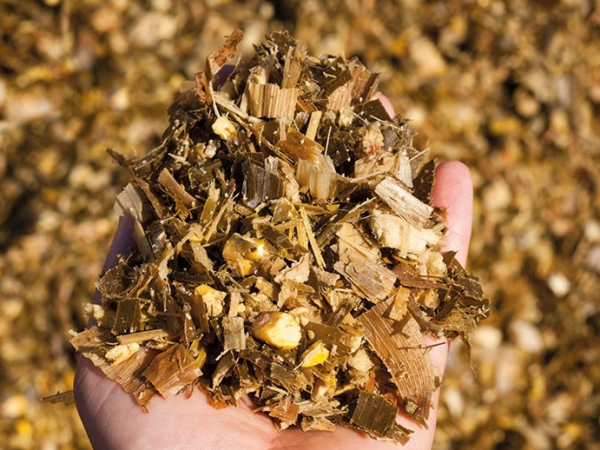 CORN SILAGE